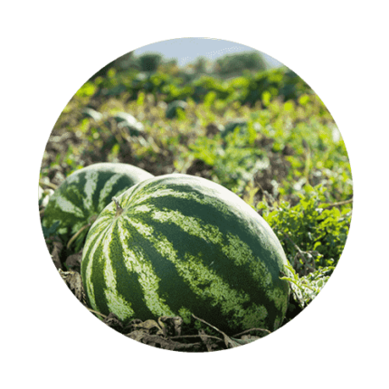 Cartlis - გონივრული აგრობიზნესისთვის